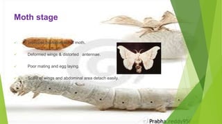 Pebrine disease in silkworms | PPTX