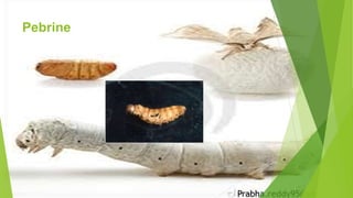 Pebrine disease in silkworms | PPTX