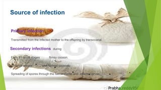 Pebrine disease in silkworms | PPTX