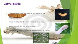 Pebrine disease in silkworms | PPTX