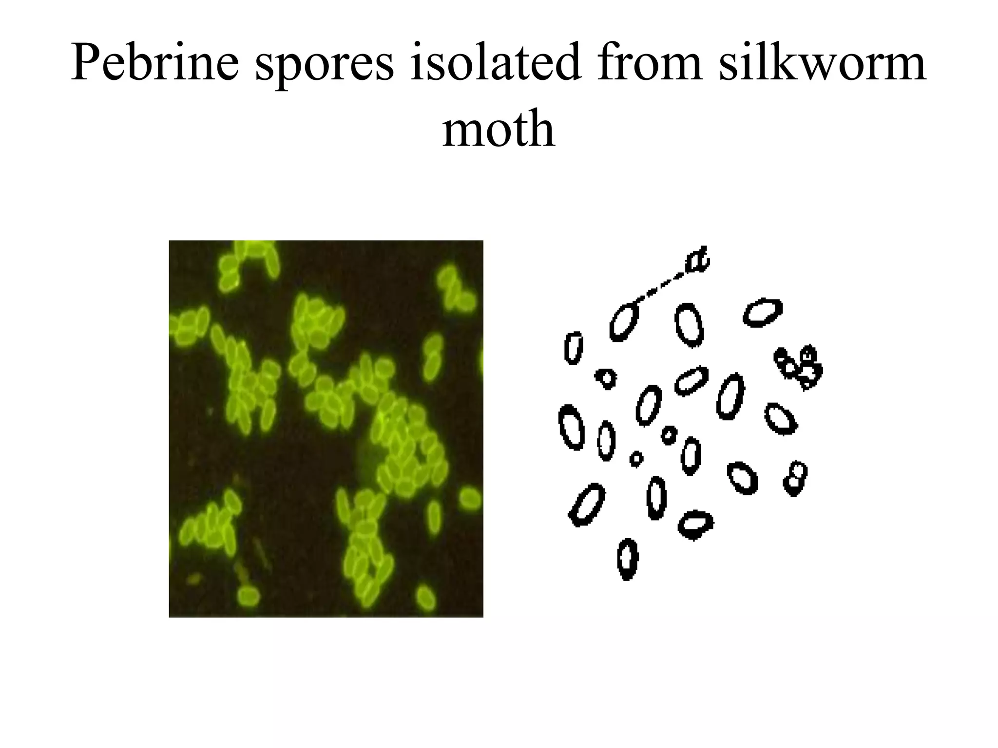 Pebrine disese | PPTX