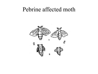 Pebrine disese | PPTX