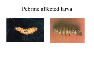 Pebrine disese | PPTX