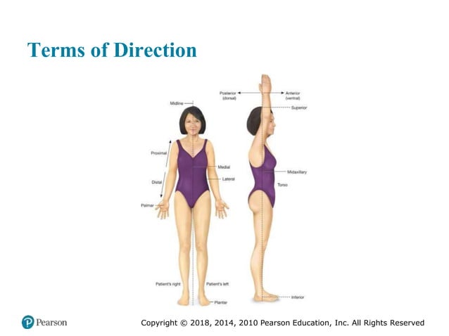 Pec11 chap 07 anatomy, physiology, and medical terminology | PPT