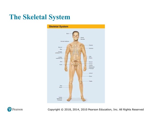 Pec11 chap 07 anatomy, physiology, and medical terminology | PPT