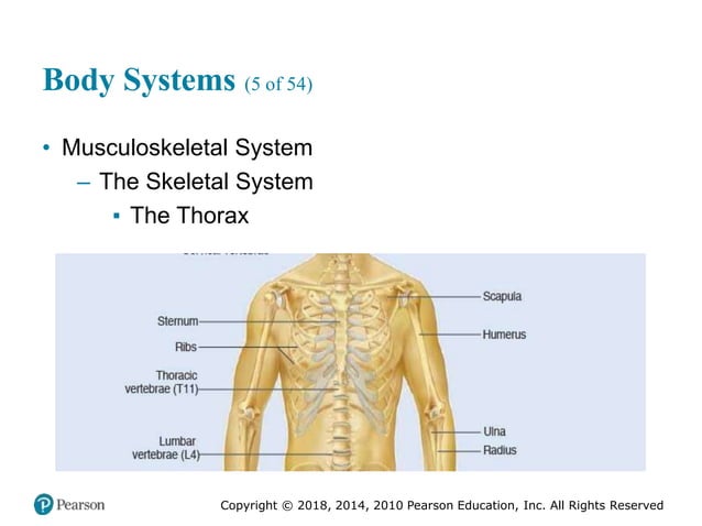 Pec11 chap 07 anatomy, physiology, and medical terminology | PPT