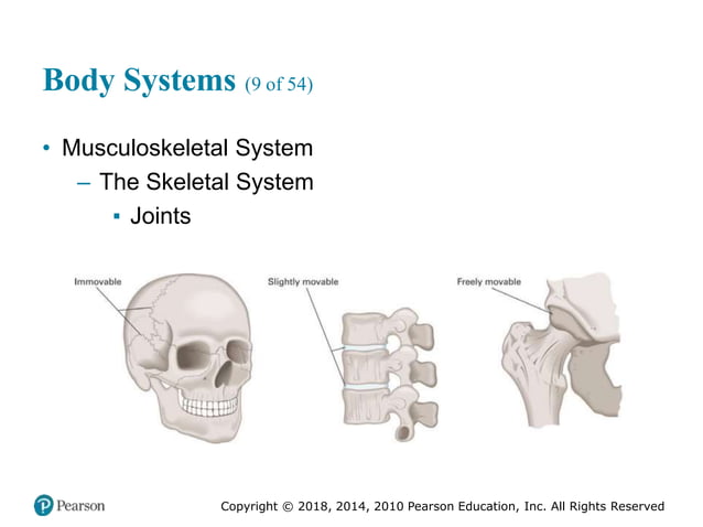 Pec11 chap 07 anatomy, physiology, and medical terminology | PPT