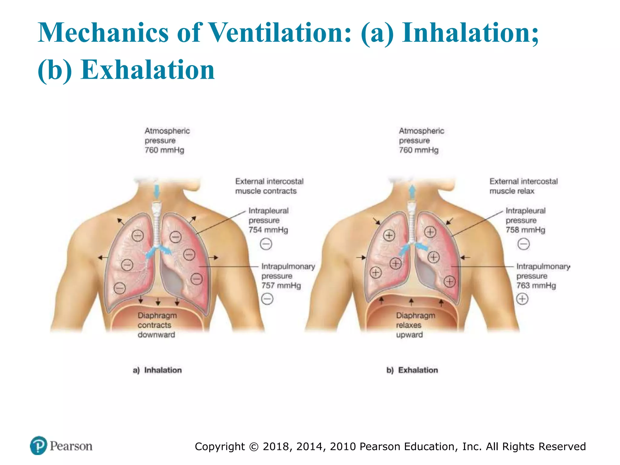 Pec11 chap 10 airway, ventilation, oxygenation | PPTX