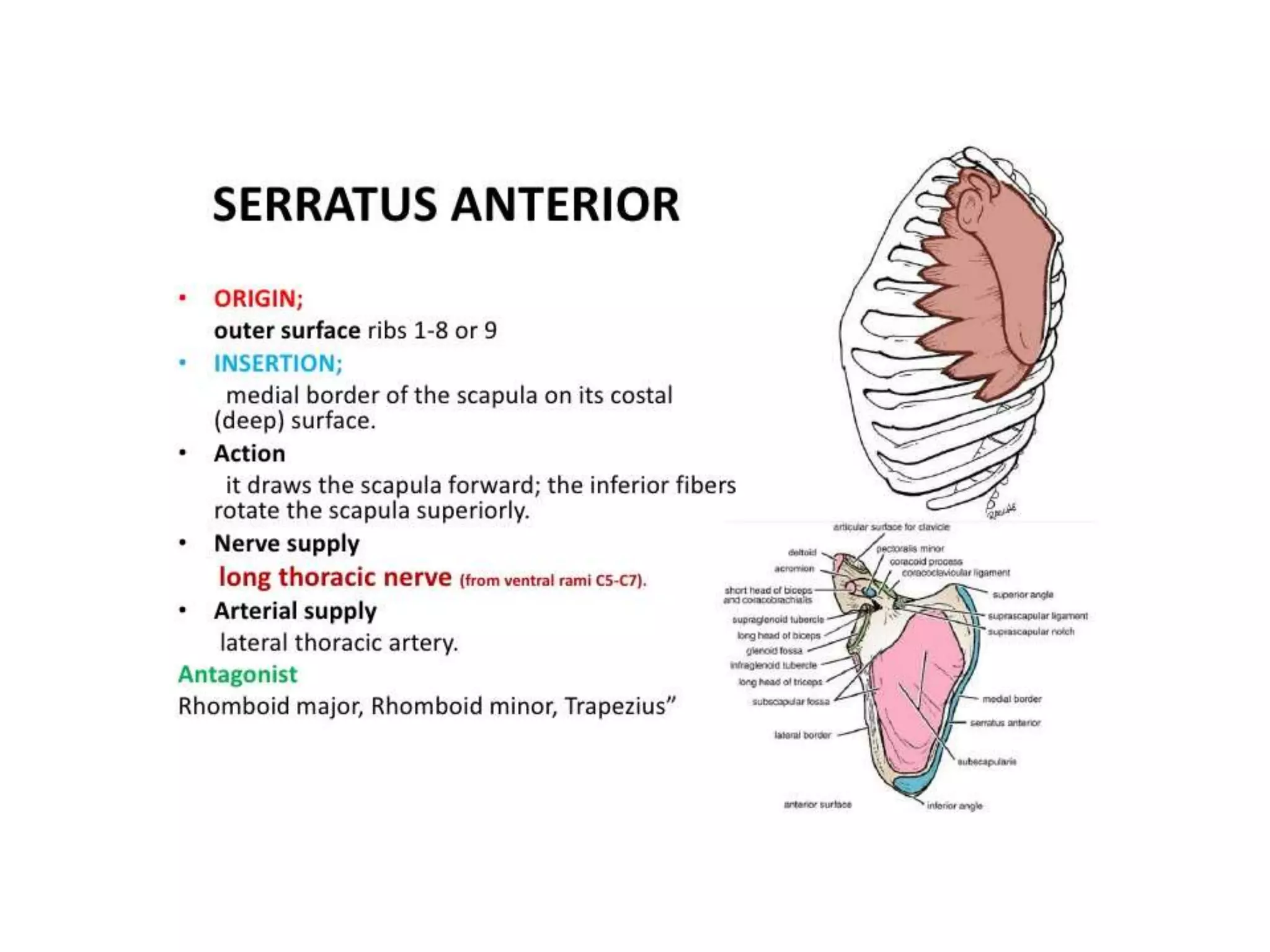 Pec I and PECS II, serratus anterior block | PPTX
