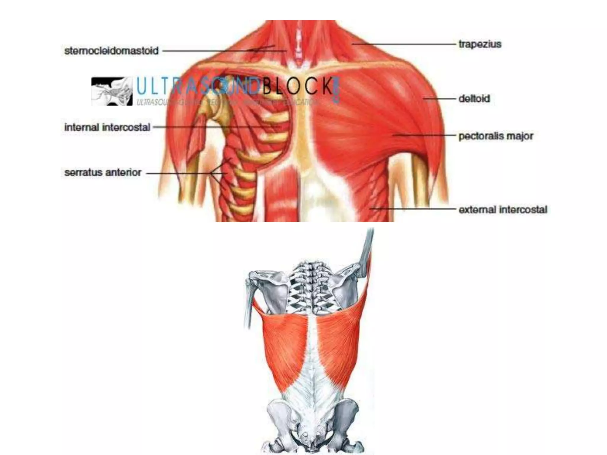 Pec I and PECS II, serratus anterior block | PPTX