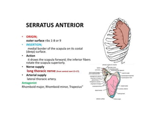 Pec I and PECS II, serratus anterior block | PPTX