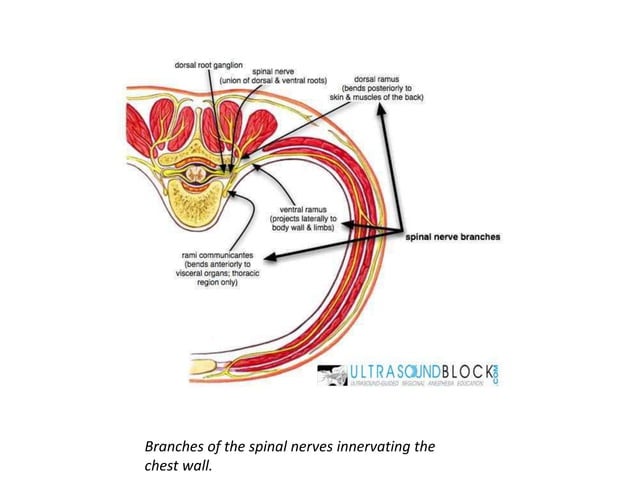Pec I and PECS II, serratus anterior block | PPTX