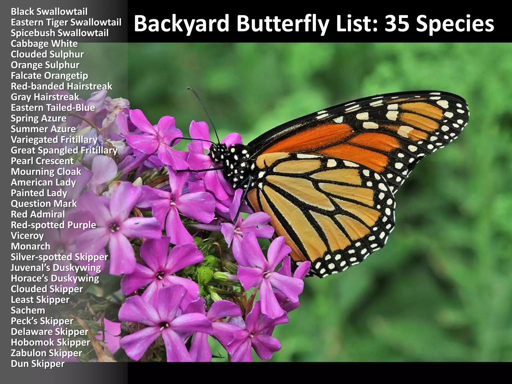 Blooms, Bugs and Wildlife Diversity | PPTX