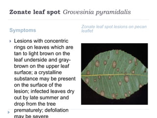 Pecannut diseases A Lecture on ToT By Allah Dad Khan | PPT