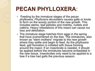Pecan nut insects A Lecture To ToT trainees ( FFS) By Mr. Allah Dad ...