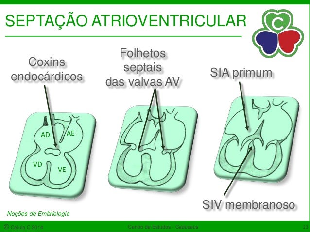Celula C - PEC - Embriologia