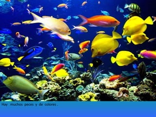 Peces | PPTX