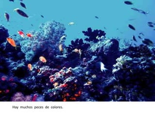 Peces | PPTX