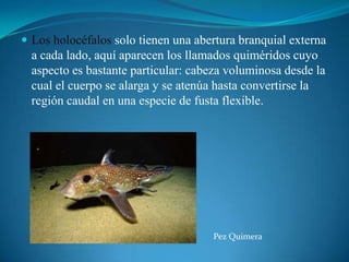 Peces | PPTX