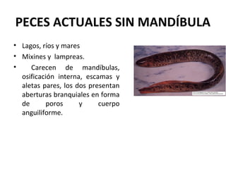 Peces | PPT