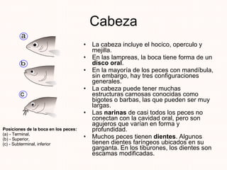 Peces | PPT