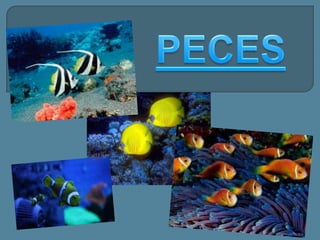Peces | PPT