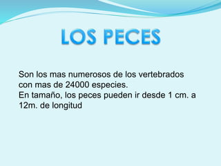 Peces | PPTX