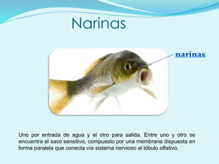 Peces | PPTX