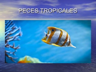 Peces | PPT