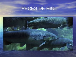 Peces | PPT