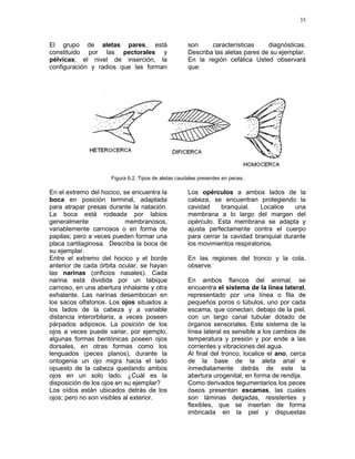 Guía instruccional de laboratorio 3. Los Peces | PDF