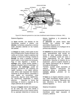 Guía instruccional de laboratorio 3. Los Peces | PDF