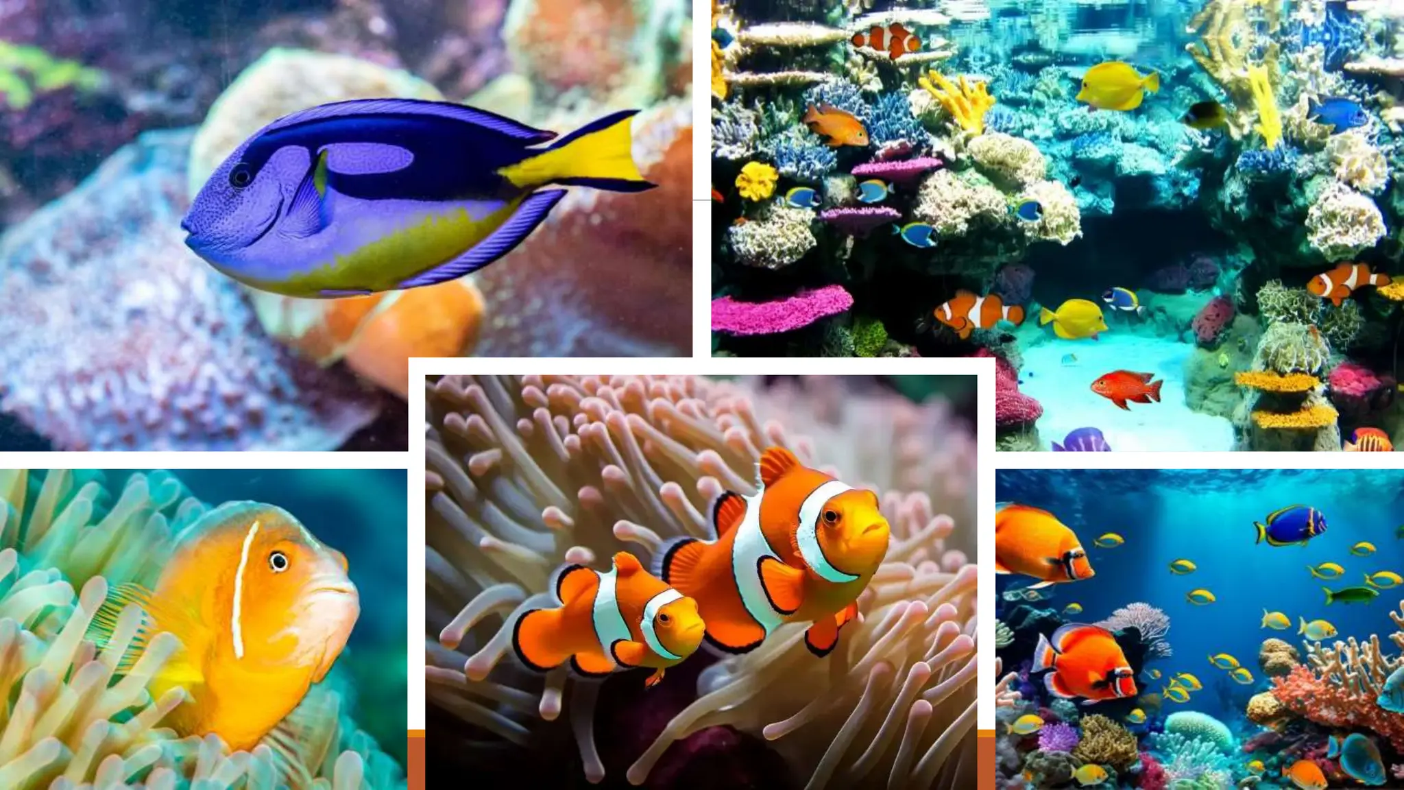 Presentación de los peces para niños de 2° Básico | PPTX