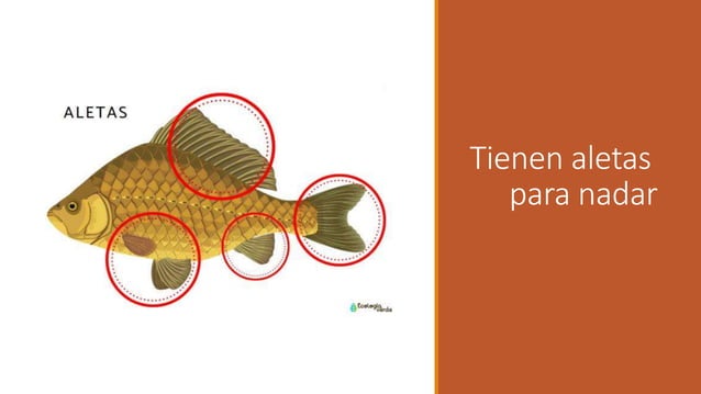 Presentación de los peces para niños de 2° Básico | PPTX