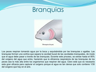 Peces a | PPTX