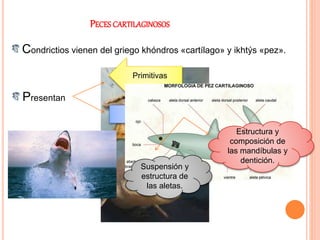 Peces cartilaginosos | PPTX