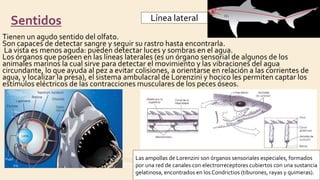 Peces cartilaginosos | PPTX