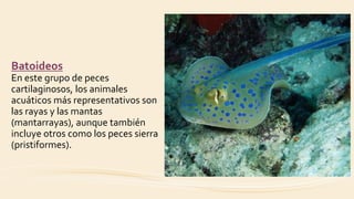 Peces cartilaginosos | PPTX