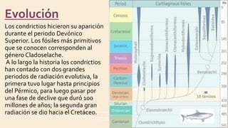 Peces cartilaginosos | PPTX