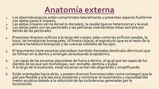 Peces cartilaginosos | PPTX