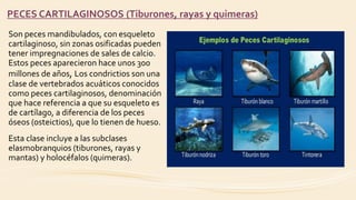 Peces cartilaginosos | PPTX