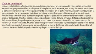 Peces cartilaginosos | PPTX