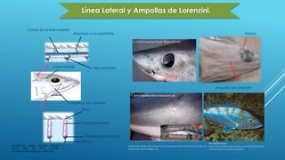 Peces mandibulados: cartilaginosos y óseos | PDF