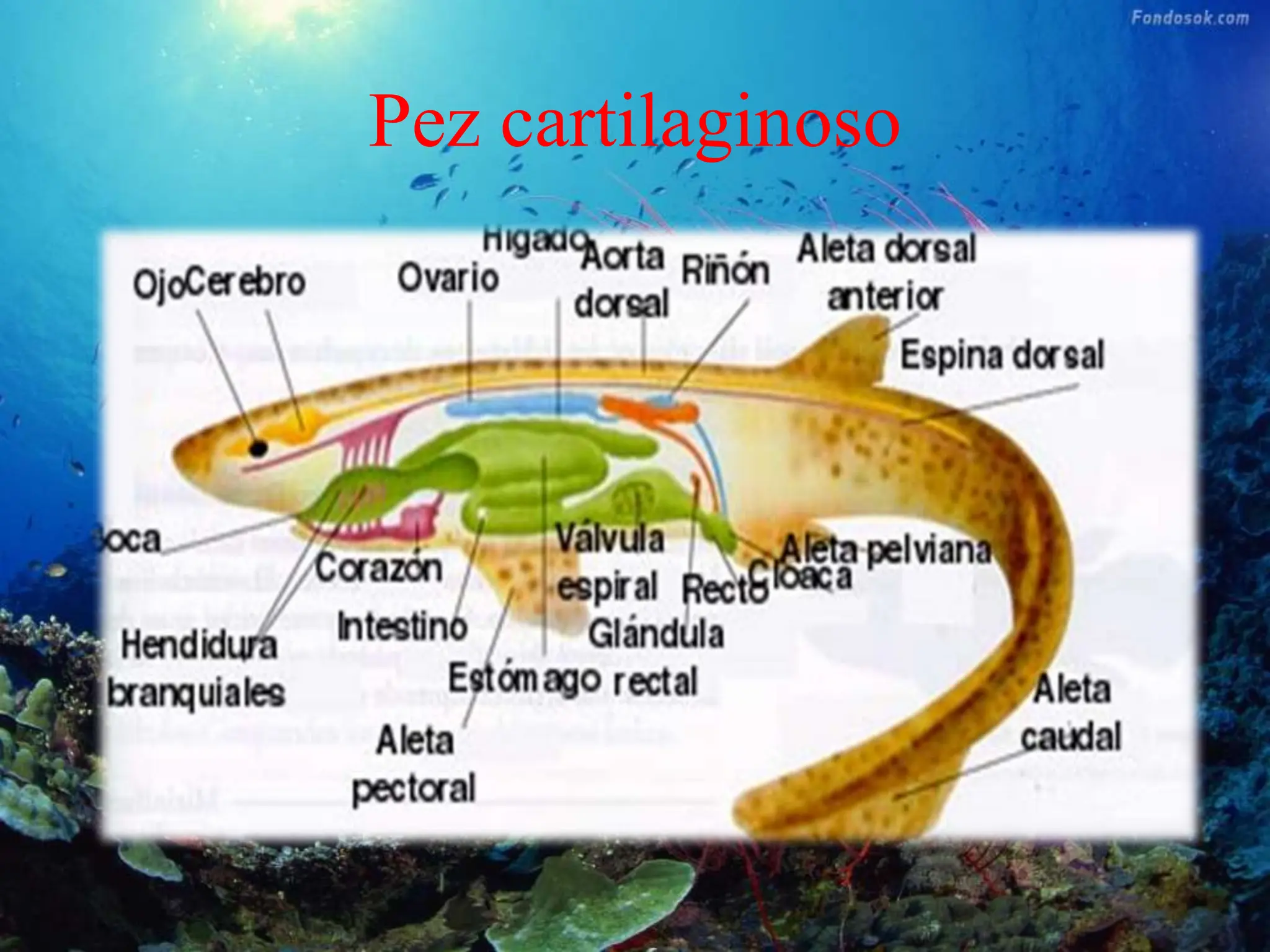 Diapositiva acerca de distintos tipos de peces | PPT