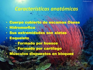 Diapositiva acerca de distintos tipos de peces | PPSX