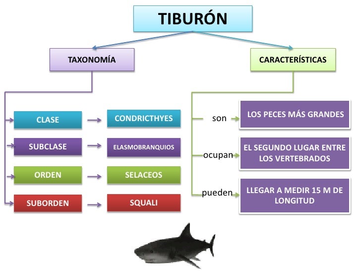 Escuela De Biologia Y Quimica Zoologia Gabriela Gualle Liliana Carr