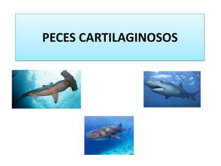 ESCUELA DE BIOLOGIA Y QUIMICA. Peces cartilaginosos por GABRIEL GUALLE ...