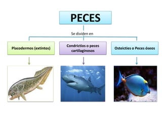 ESCUELA DE BIOLOGIA Y QUIMICA. Peces cartilaginosos por GABRIEL GUALLE ...