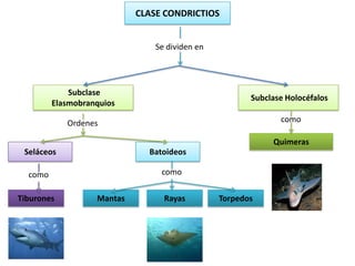 ESCUELA DE BIOLOGIA Y QUIMICA. Peces cartilaginosos por GABRIEL GUALLE ...