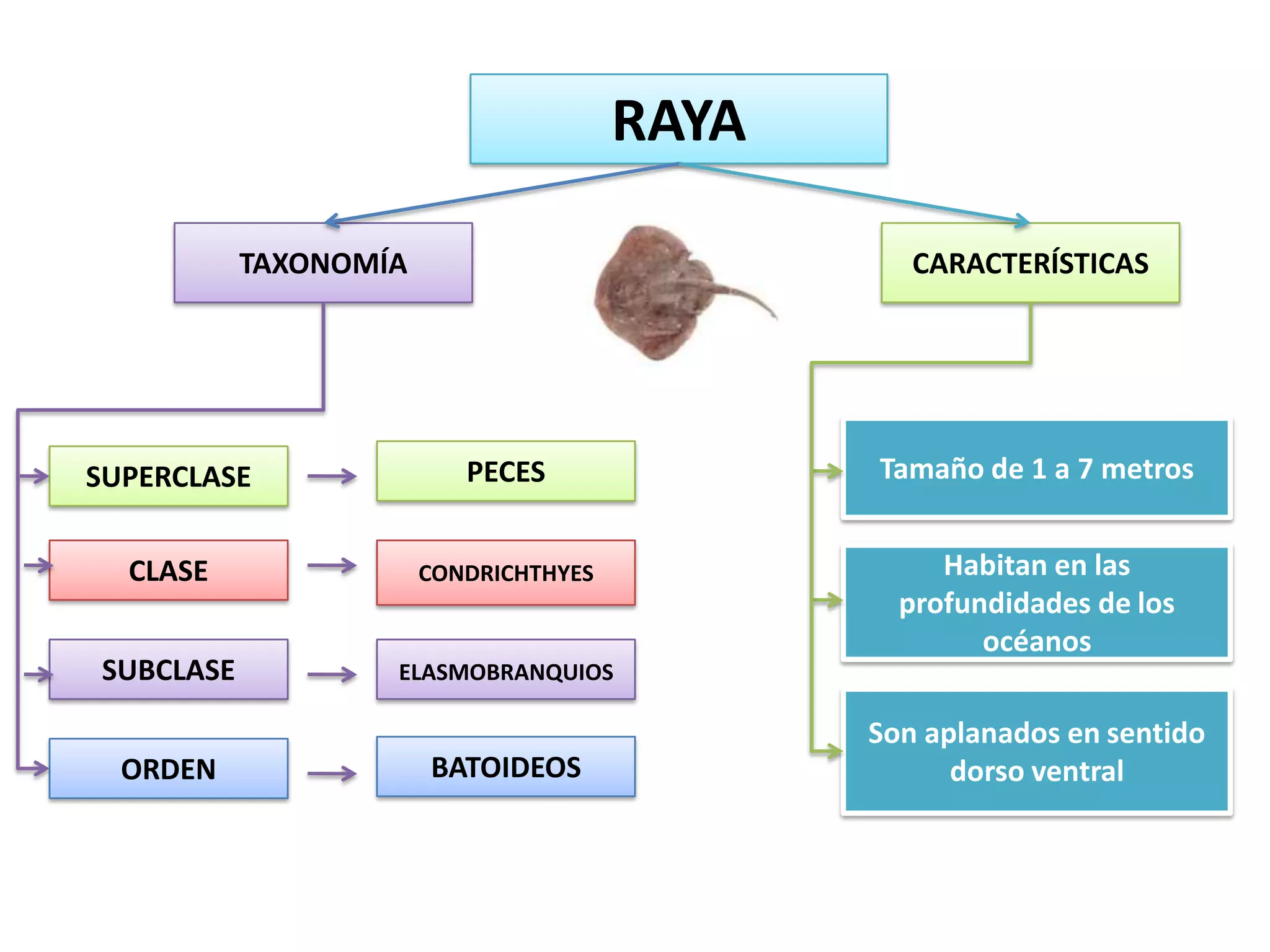 Escuela de Biología y Química Peces Cartilaginos por Gabriela Gualle ...